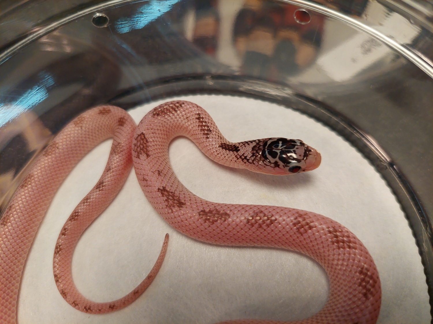 Spotted White Sided Axanthic Mosaic Florida Kingsnake by Ryno's ...