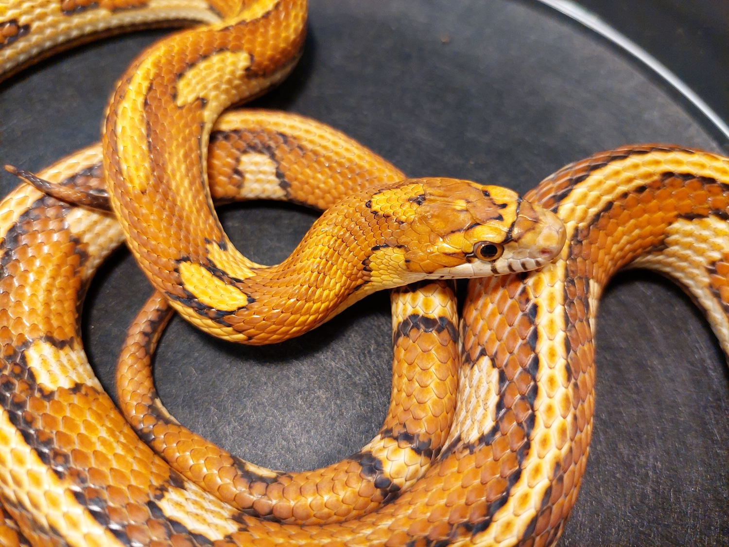 Pueblajungle Brook Kornduran Corn Snake by Ryno's Reptiles and Rodents ...