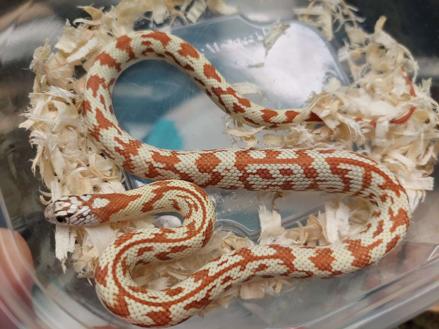 Hypo Hybrid King Florida Kingsnake by Ryno's Reptiles and Rodents ...