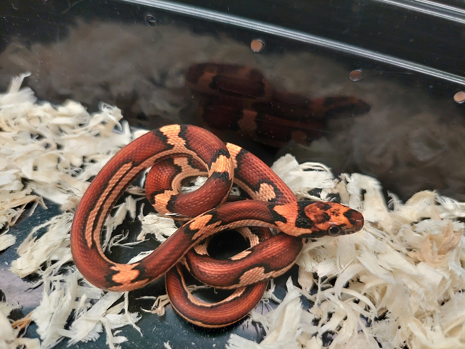 Aberrant Cornduran Hybrid Corn Snake by Ryno's Reptiles and Rodents ...