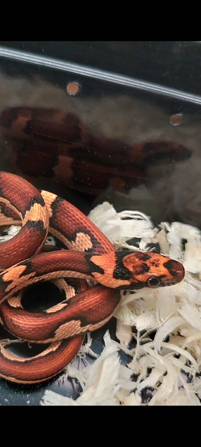 Aberrant Cornduran Hybrid Corn Snake by Ryno's Reptiles and Rodents ...