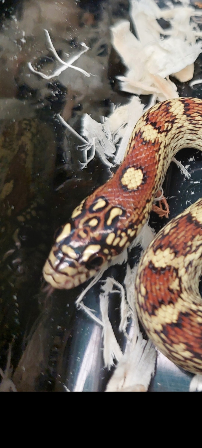 "Black" Jungle Corn Snake by Ryno's Reptiles and Rodents - MorphMarket