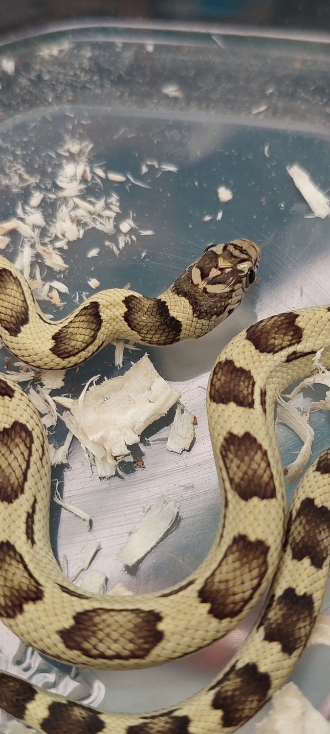Motley Jungle Corn Corn Snake by Ryno's Reptiles and Rodents - MorphMarket