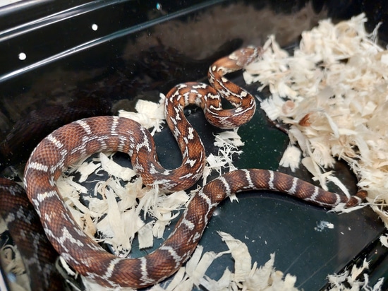 "Black" Jungle Corn Corn Snake by Ryno's Reptiles and Rodents