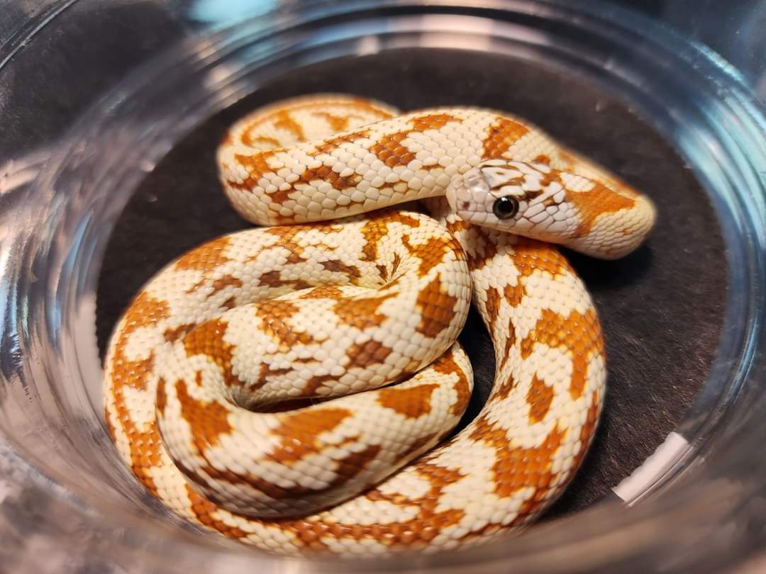 Hypo Hybrid King Florida Kingsnake by Ryno's Reptiles and Rodents ...