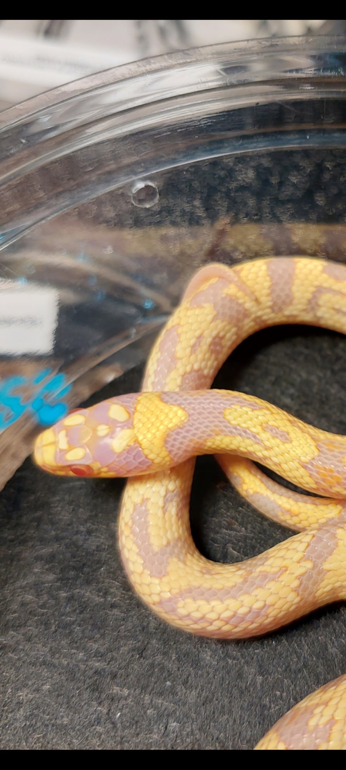 Amel Jungle Cornduran Corn Snake by Ryno's Reptiles and Rodents ...