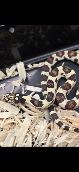 Jungle Corn Hybrid Corn Snake by Ryno's Reptiles and Rodents