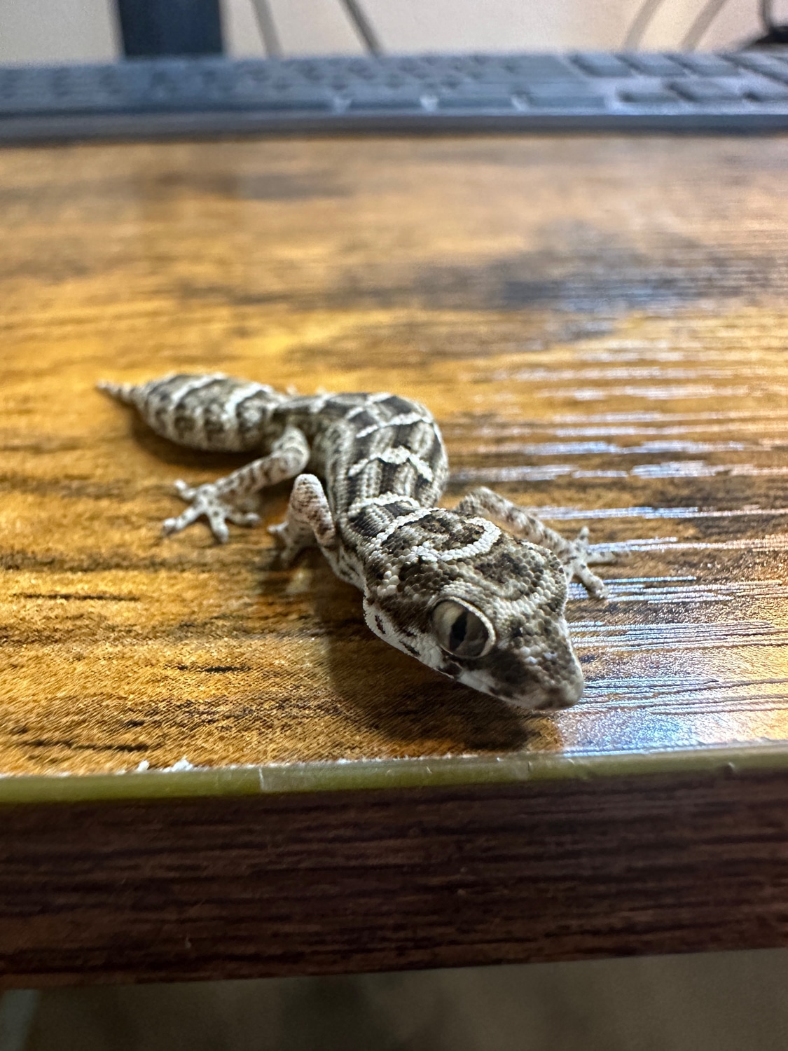 | Hemidactylus Imbricatus Viper Gecko by HerpVilla Exotics - MorphMarket