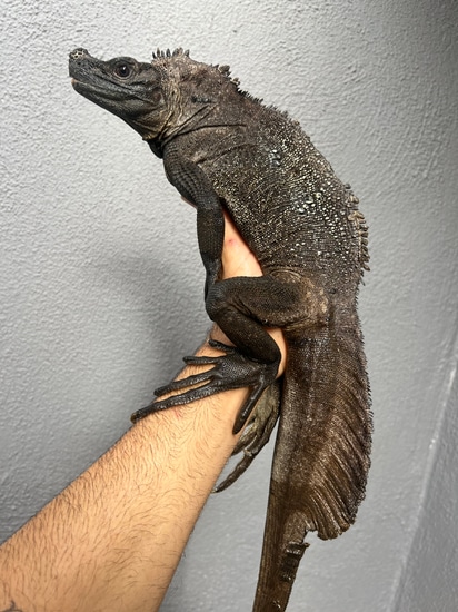 Black Hydrosaurus Celebensis Sailfin Dragon by Reptiles By Sainz