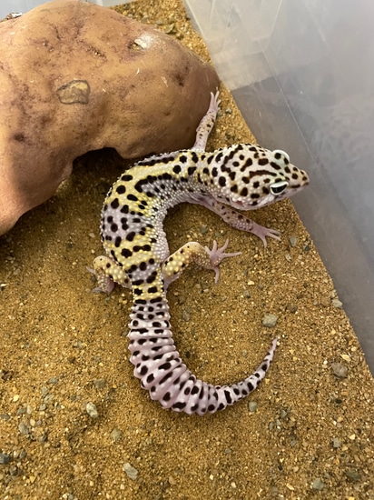 Hypo 100% Het Tremper Albino Leopard Gecko by SJP Ball Pythons