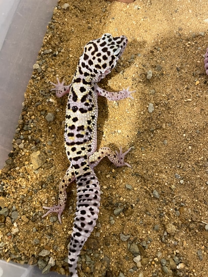 Hypo 100% Het Tremper Albino Leopard Gecko by SJP Ball Pythons