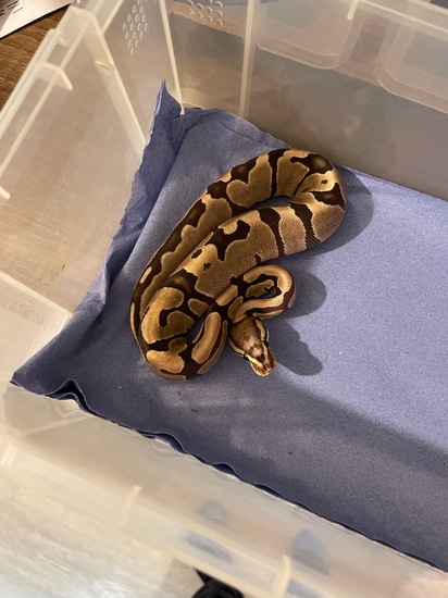 Fire Scaleless Head Ball Python by SJP Ball Pythons