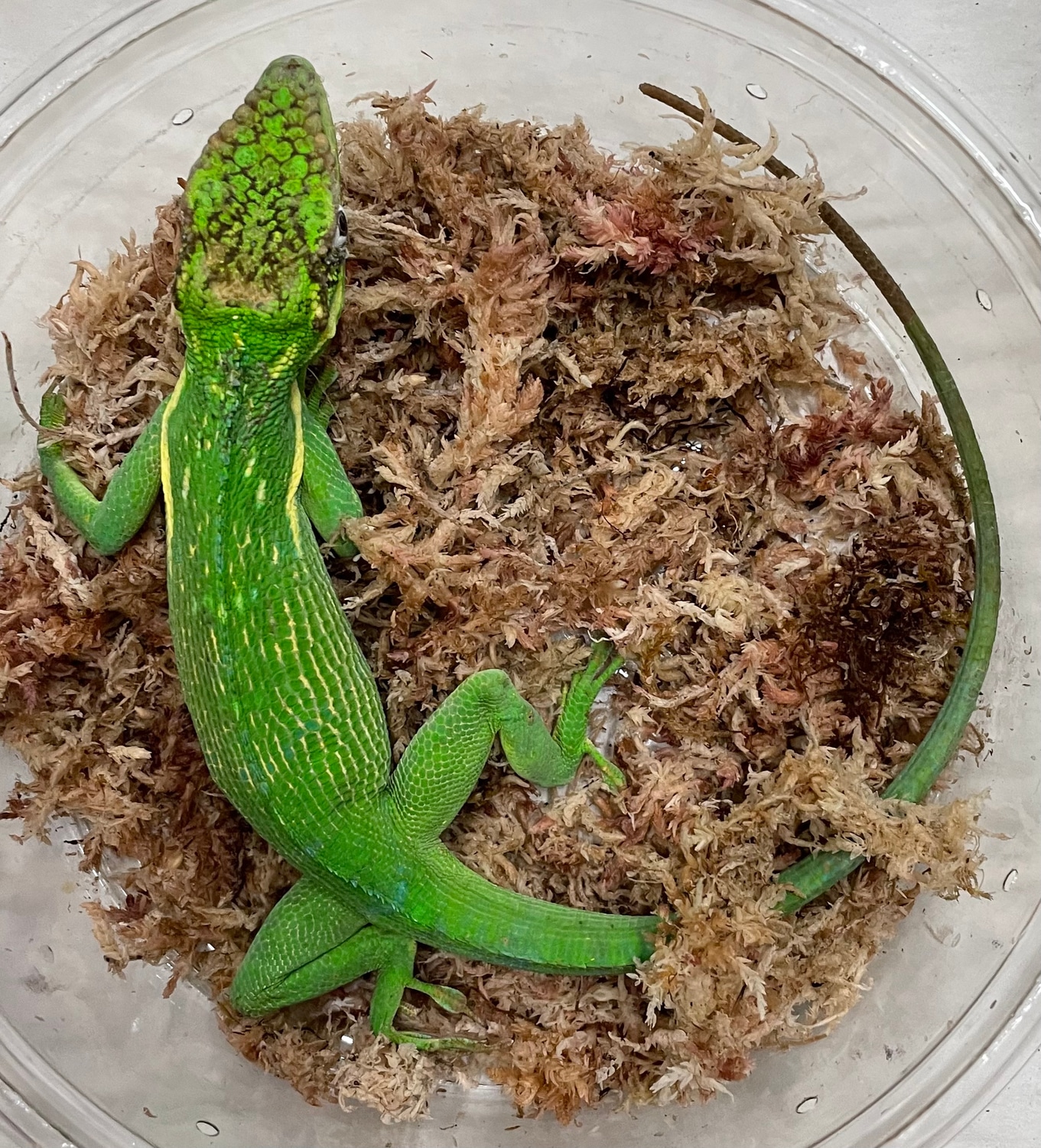 Low- Blue Cuban Knight Anole by Arlene’s Reptiles & Exotics - MorphMarket