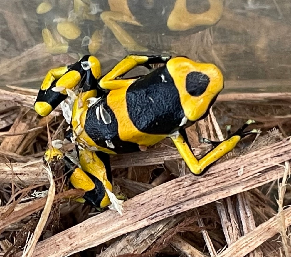 BumbleBee Dart Yellow-Banded Dart Frog by Arlene’s Reptiles & Exotics ...