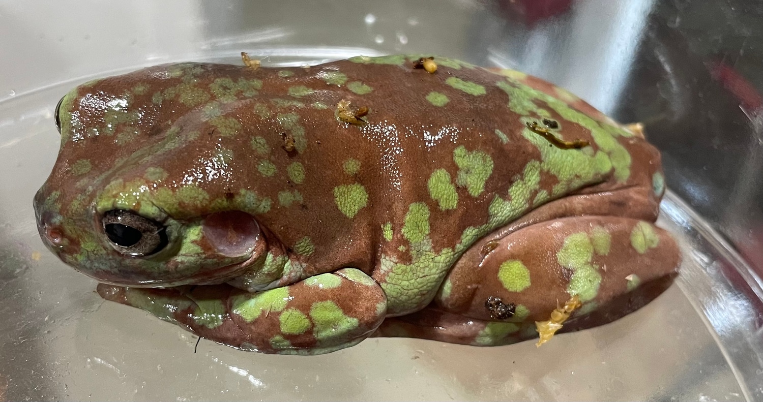 “Camouflage” Dumpy White's Tree Frog by Arlene’s Reptiles & Exotics ...