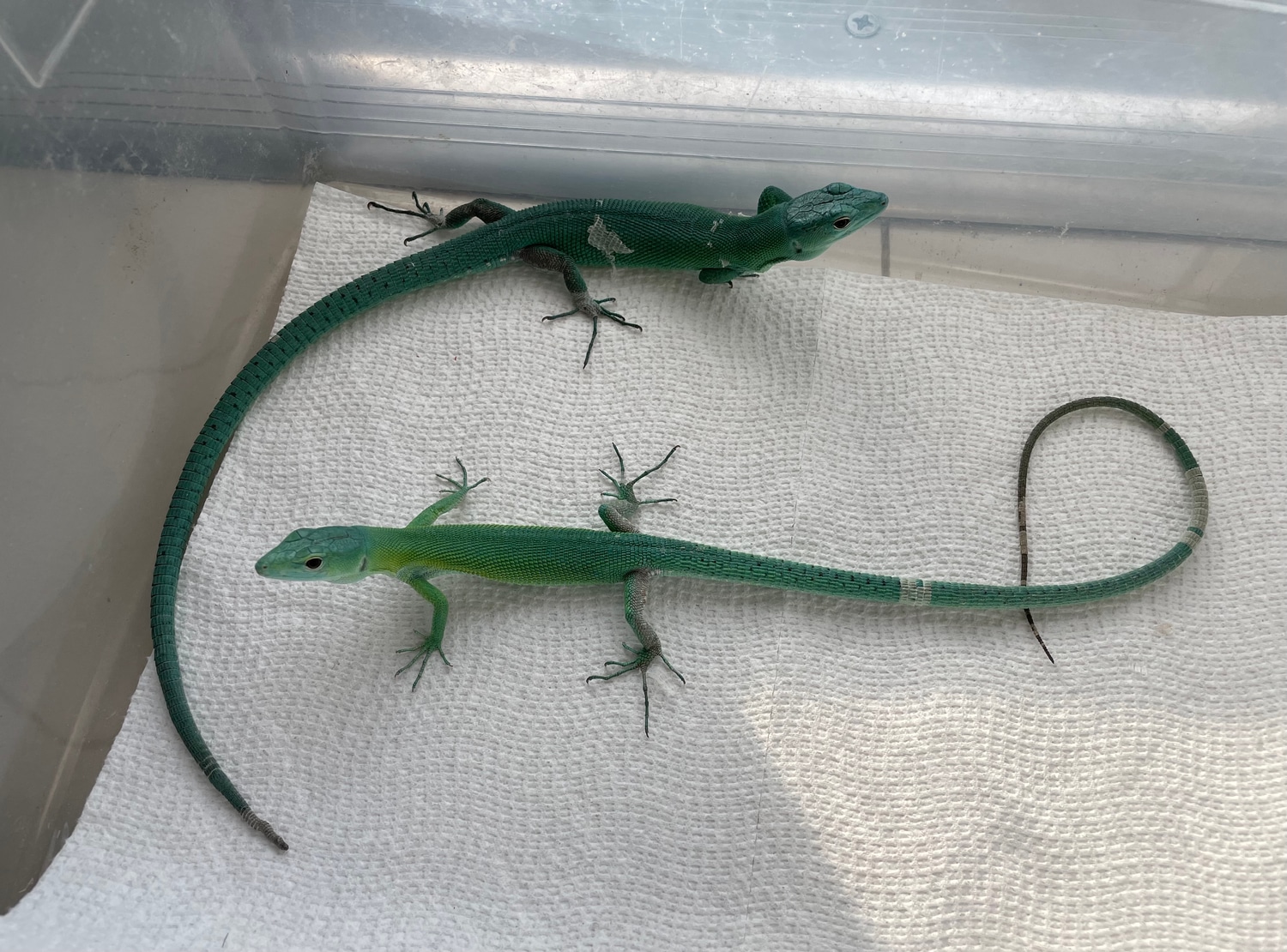 PAIR Of Green Keeled Lizards More Lizard by Arlene’s Reptiles & Exotics ...