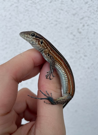 Blackbelly Racerunner More Lizard by Arlene’s Exotics