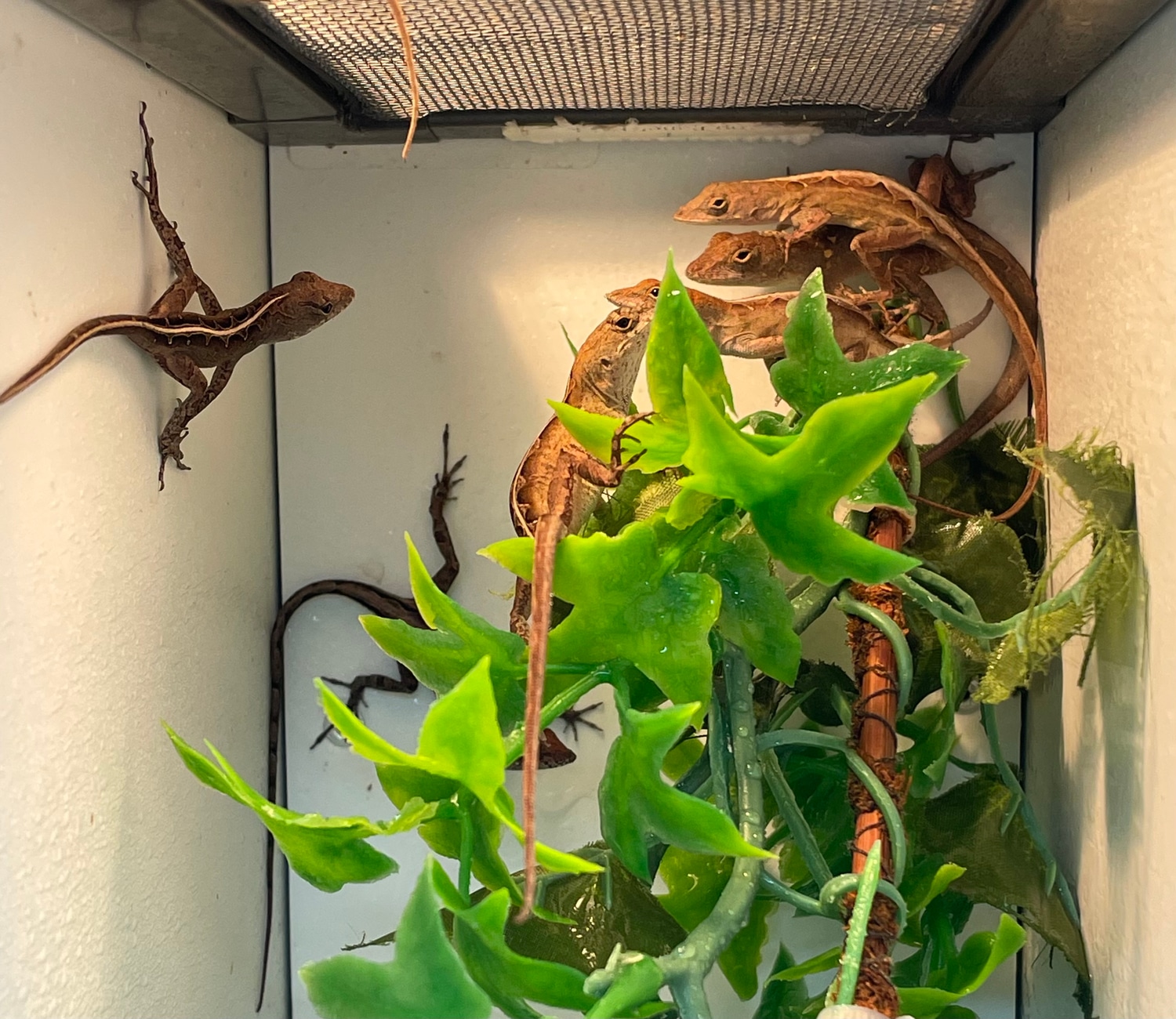 Female Brown Anole by Arlene’s Reptiles & Exotics - MorphMarket