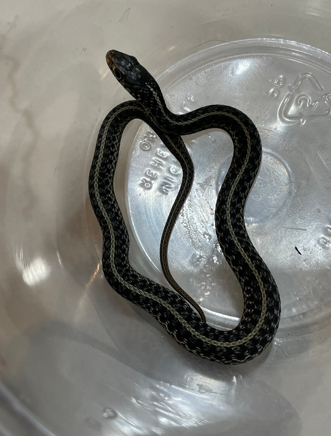 Florida Blue Garter Snake by Arlene’s Reptiles & Exotics - MorphMarket