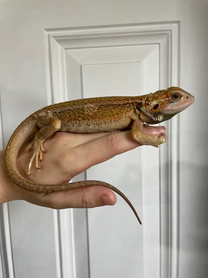 Pied Genetic Stripe Translucent Leatherback Central Bearded Dragon by ...