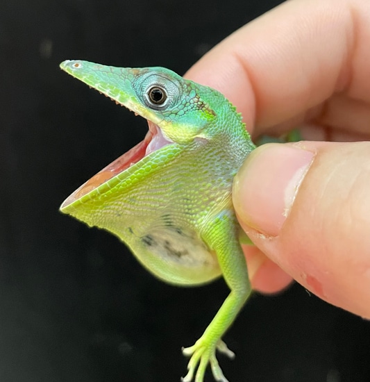High- Blue Cuban Knight Anole by Arlene’s Reptiles & Exotics