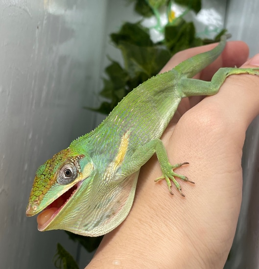 Hi- Blue W/ Yellow Crown Cuban Knight Anole by Arlene’s Exotics