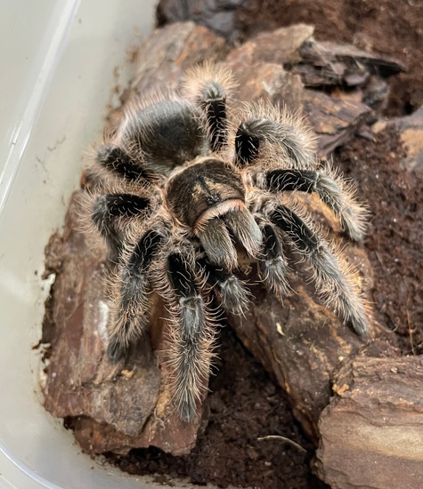 Adult Curly Hair Tarantula by Arlene’s Reptiles & Exotics