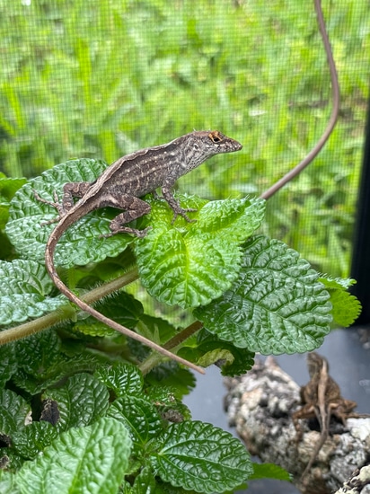 Female Brown Anoles (A. Sagrei) by Arlene’s Exotics
