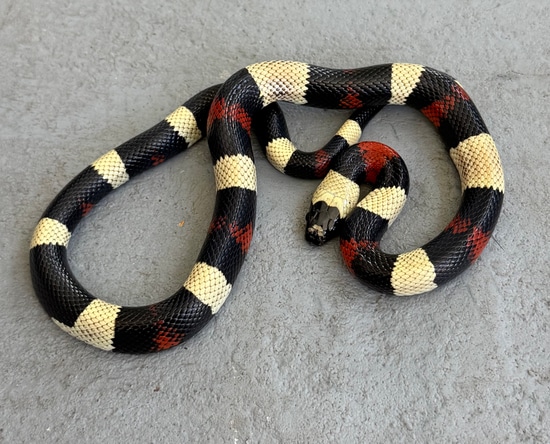 Oreo Pueblan Milk Snake by Arlene’s Exotics