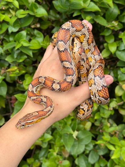 3’ Normal Corn “Eleanor” Corn Snake by Arlene’s Exotics