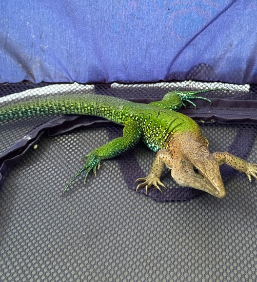 Giant Green Ameiva More Lizard by Arlene’s Exotics