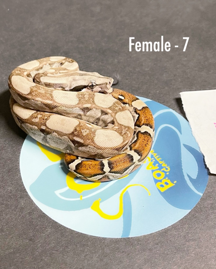 Raptor Boas Boa Constrictor by S&B Boas and Balls - MorphMarket