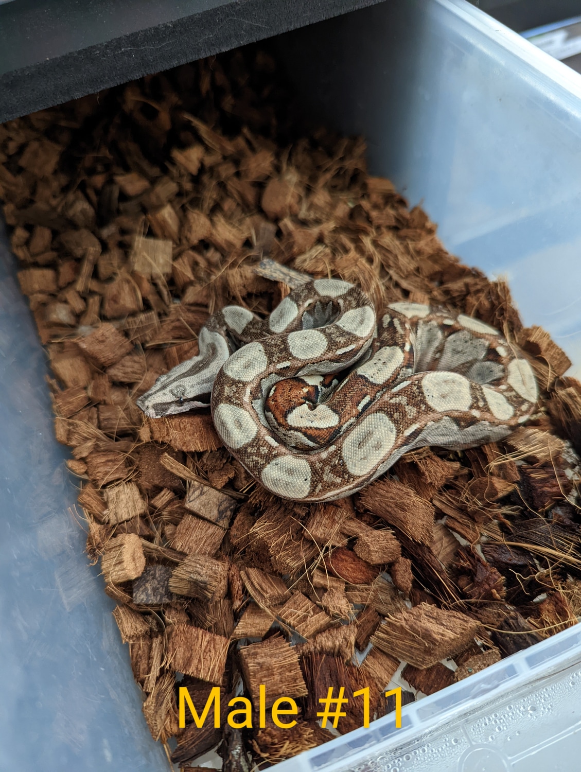 Raptor Boa Boa Constrictor by S&B Boas and Balls - MorphMarket