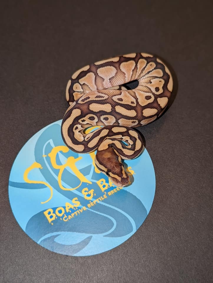 Lesser Yb Lucifer Dh Tsk Snow Ball Python by S&B Boas and Balls ...