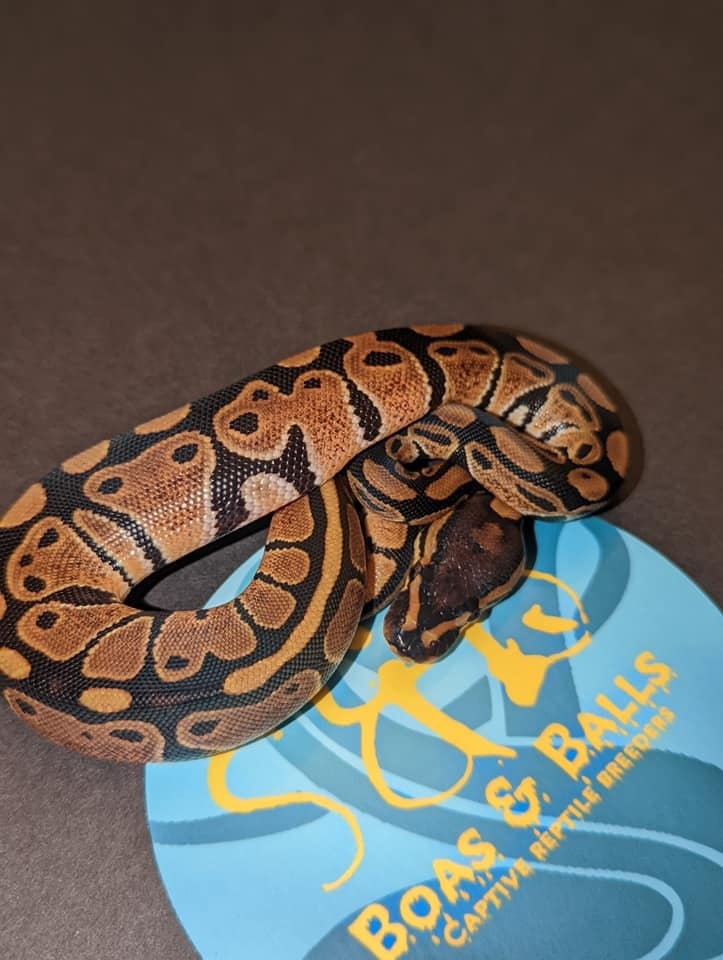 Yb Pos Lucifer Dh Tsk Snow Ball Python by S&B Boas and Balls - MorphMarket
