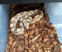 Raptor Female Boa Constrictor by S&B Boas and Balls
