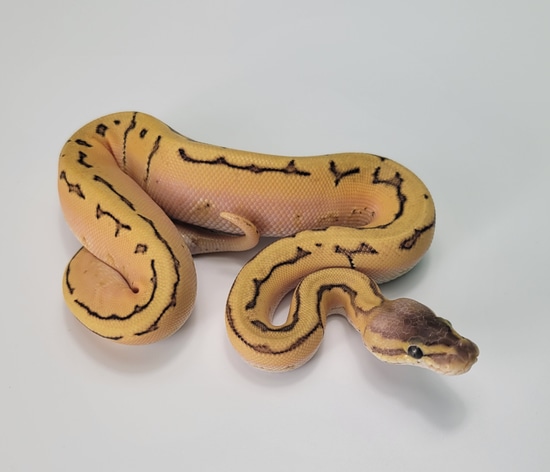 Lemonblast Od(Possibe Super) Calico Huffman Het Hypo Ball Python by ...