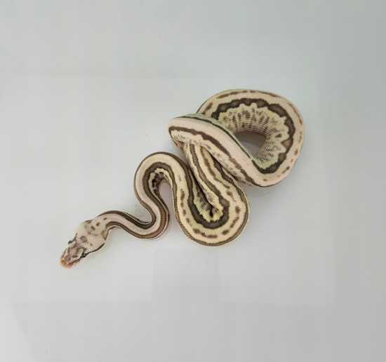 Lesser Leopard Spotnose Firefly Het Clown Ball Python by Atlas Exotics ...