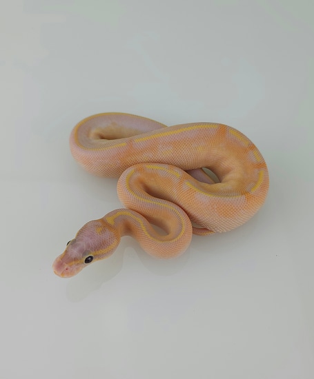 Banana Highway Het Piebald Ball Python by Atlas Exotics Reptiles