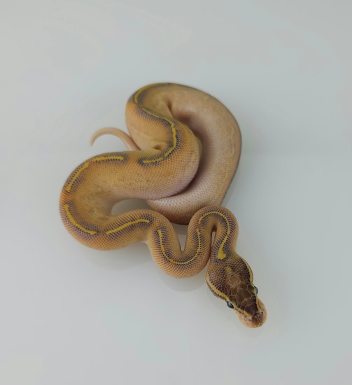 Highway Het Piebald Ball Python by Atlas Exotics Reptiles