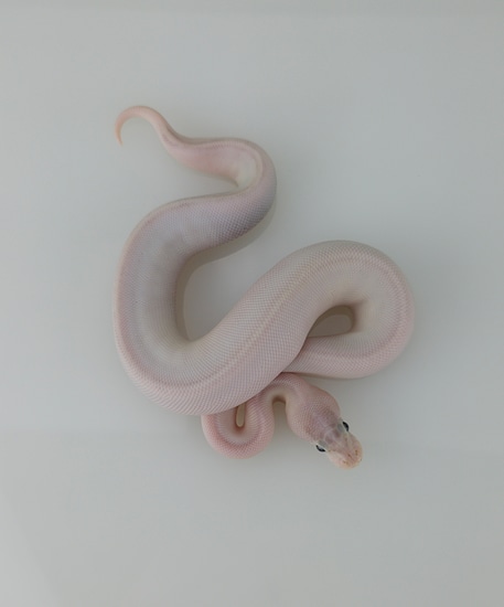 Ivory Het Piebald (Possible Cinnamon) Ball Python by Atlas Exotics Reptiles