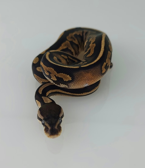 Cinnamon Yb/gravel Het Piebald Ball Python by Atlas Exotics Reptiles