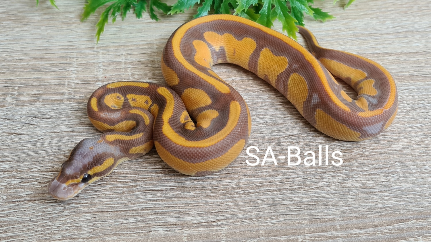 Black Head Coral Glow Leopard Poss Enchi Ball Python by Sina Mülleri ...