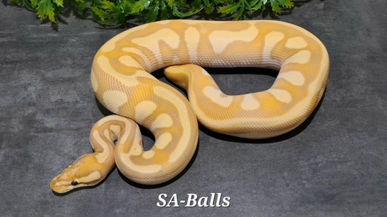Coral Glow Enchi Leopard Mojave Ball Python by SA-Balls
