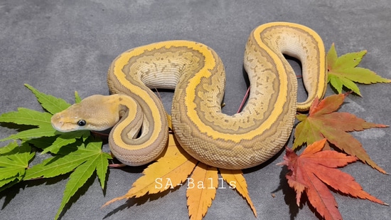 Black Head Pinstripe Mojave Ghost Het. Piebald Ball Python by SA-Balls
