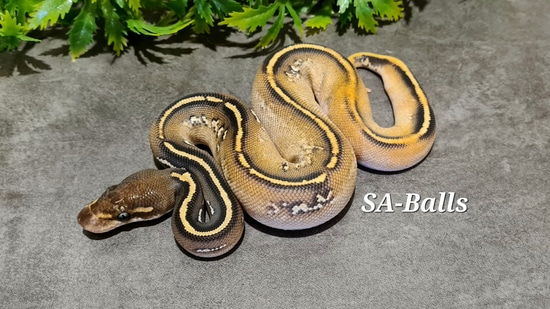 Black Head Orange Dream Mojave Yellow Belly DH Ghost Piebald Poss Leopard Ball Python by SA-Balls