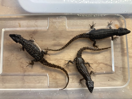 1.2 Smaug Mossambicus More Lizard by Shane Albrecht