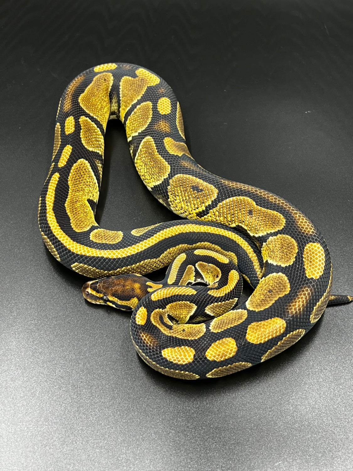 Classic 100% Het Pied 100% Het Lavender Albino Ball Python by SaarLorLux-ballpythons - MorphMarket