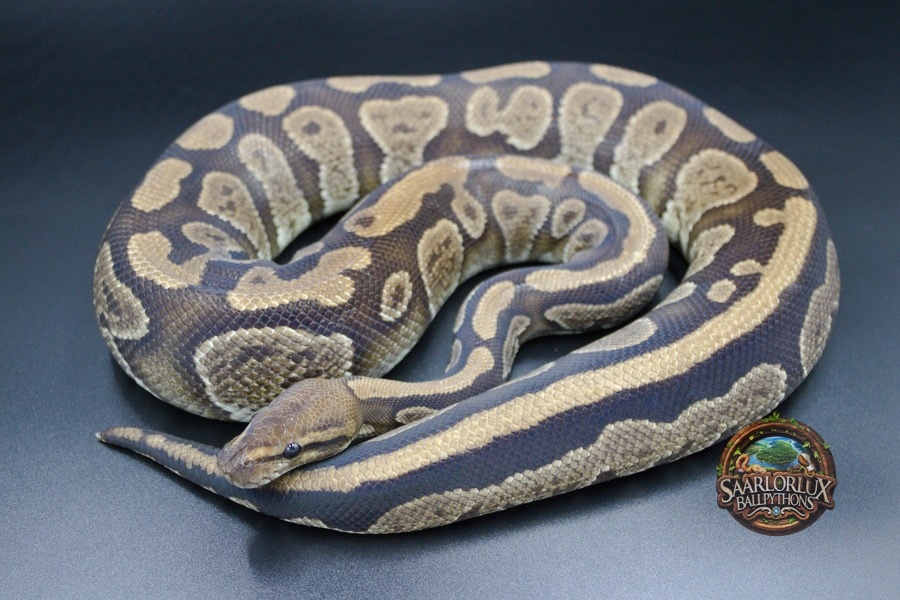 Copper Ball Python by SaarLorLux-ballpythons - MorphMarket
