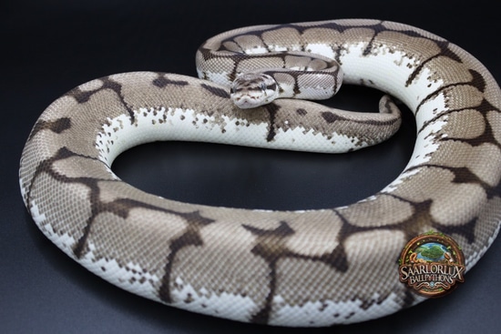 Zebra Bee Ball Python by SaarLorLux-ballpythons